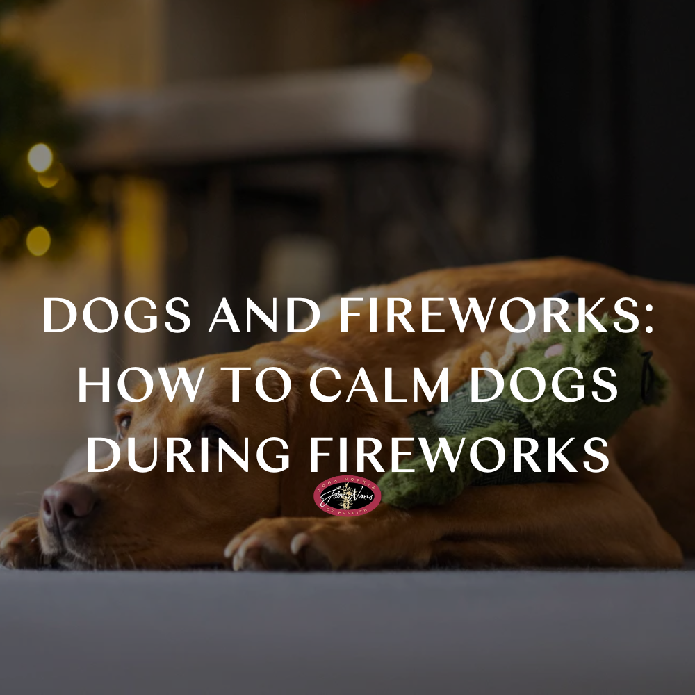 Dogs and Fireworks: How to Calm Dogs During Fireworks – John Norris